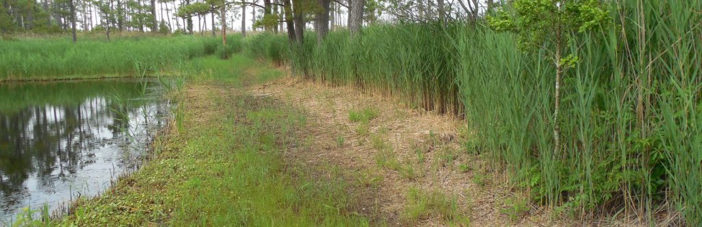 Phragmites | Eastern Shore Landscaping and Lawn Care